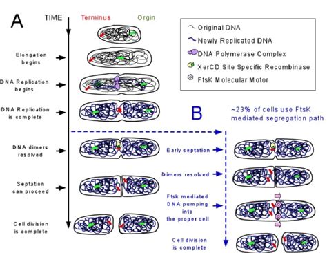 Dna Replication And Segregation A Normal Process B Ftsk Driven