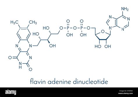 Flavin Adenine Dinucleotide Fad Redox Coenzyme Molecule Skeletal