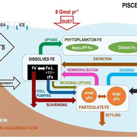 Fe Cycle Representation In Pisces The Model Includes Five Dynamic Fe