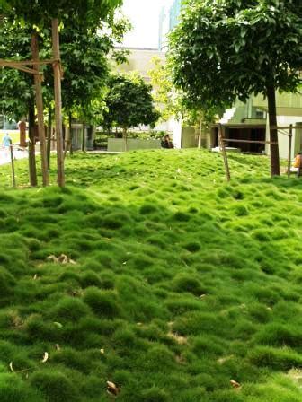 9 Of The Best No Mow Grasses For A Low Maintenance Lawn