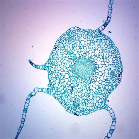 Moss Gametophyte Stem Cross Section Microscope Slide Carolina