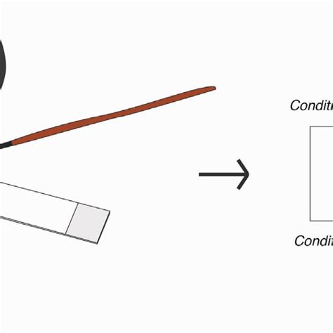 Frozen Section And Mount Slices On Slides Download Scientific Diagram