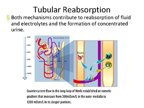 Glomerular Filtration Normally 3 Starling Forces Are At