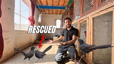 Ye Konsa Bird Rescue Krlia Aj Ham Ne 😳 Youtube