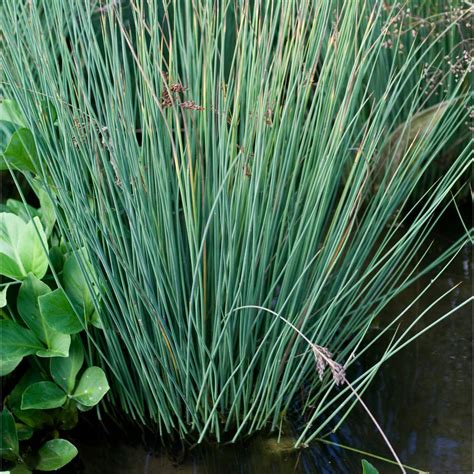 Blue Dart Rush Grass For Sale