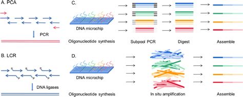 Automated High Throughput Dna Synthesis And Assembly Heliyon