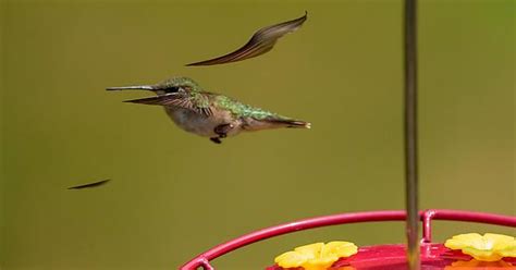 Why You Dont Use The Electronic Shutter While Taking Hummingbird