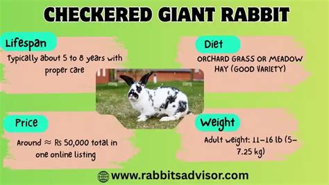 Checkered Giant Rabbit Breed Lifespan Size Diet And Facts