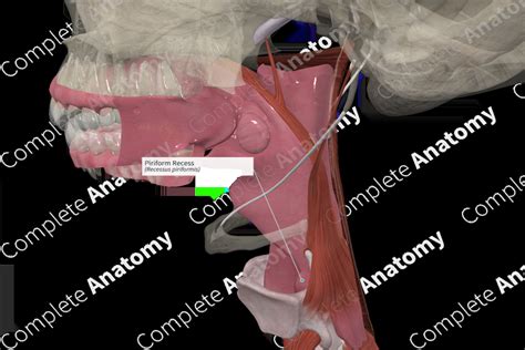 Piriform