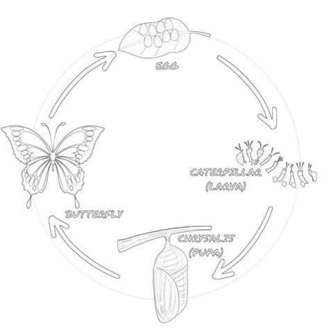 Coloring Pages For Life Cycle 2025