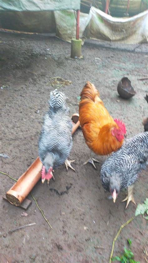 Pbr Orpington Easter Egger Available Gcl Davao Breeds