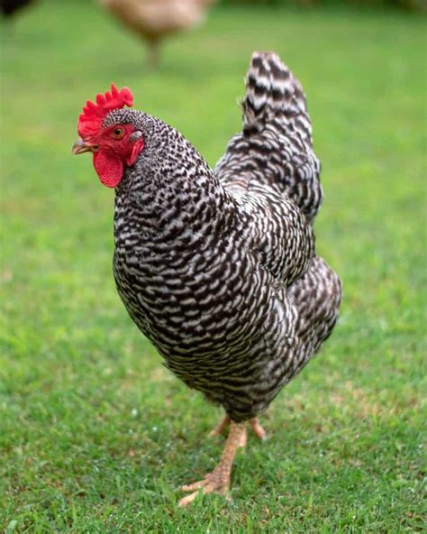 Barred Rock Chicken Breed Profile Facts And Pictures