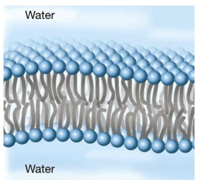 Ch CELLULAR FORM AND FUNCTION Flashcards Quizlet