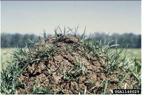Pest Categorisation Of Solenopsis Invicta 2023 Efsa Journal