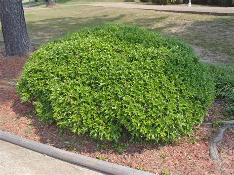 Ilex Cornuta Chinese Holly Horned Holly North Carolina Extension