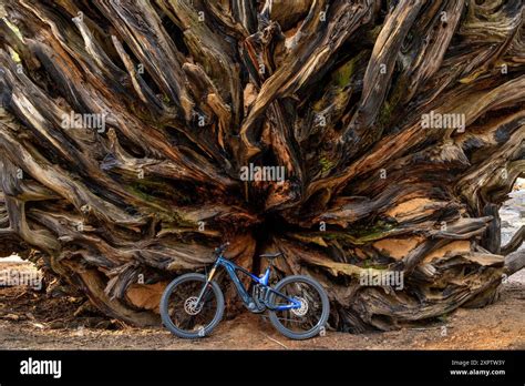 Giant Sequoia Root An Electric Bike Standing Against A Huge Root Of A