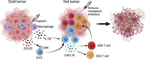 Innate Lymphoid Cells Recruit T Cells To Turn Up The Heat On Tumors