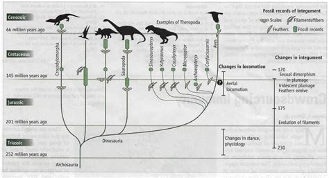 Sexual Selection In The Innovation Of Flight Why We Became Human
