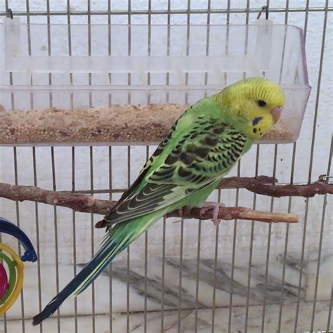 Opaline Mutation In Budgies Budgie World