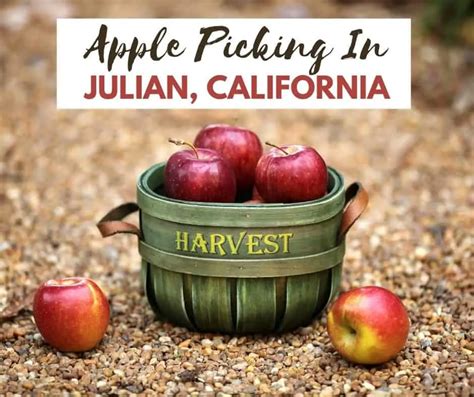 5 Tips For Apple Picking In Oak Glen California Socal Field Trips