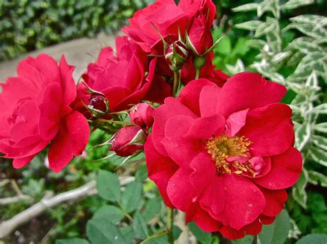 I never promised you a rose garden - Mina rosor : Adelaide Hoodless