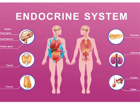 Igcse Edexcel Biology Chapter 7 Revision Notes Teaching Resources