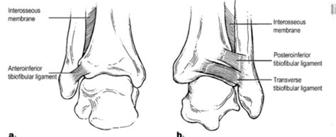 Ankle Anatomy Flashcards Quizlet