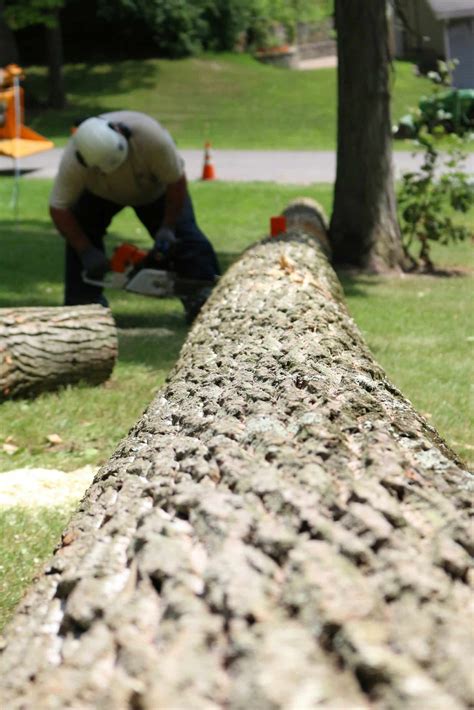 Tree Trimming Vs Tree Pruning Key Differences Benefits And Expert