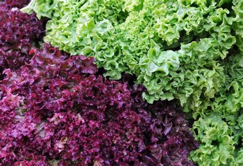 Lollo Bianco Lettuce Ta