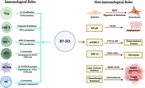 From Tumor Immunity To Precision Medicine The Next Step