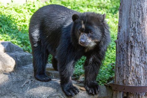 Andean Bear Cubs Born At The National Zoo Wtop News