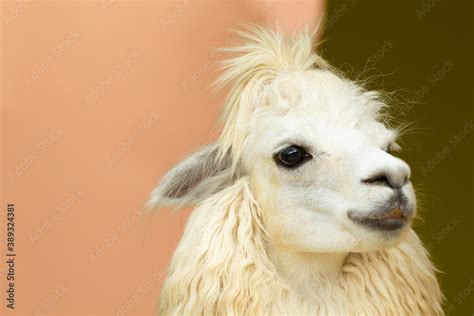 Alpacas With Funny Hair