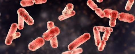 Increasing Resistance In Bacteroides Fragilis Group To Key Antibiotics