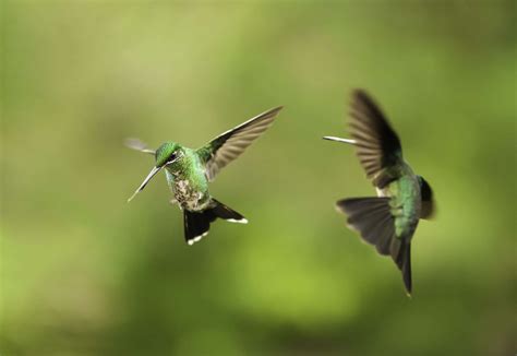 Do Hummingbirds Recognize Humans And Remember Faces