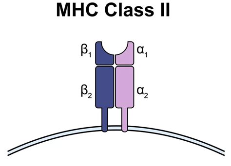 Structure And Function Of Mhc Classes 100 Best Guide