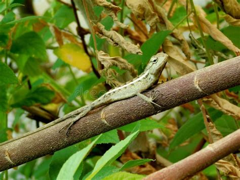 A Small Lizard In Tropical Rainforest Stock Image Image Of