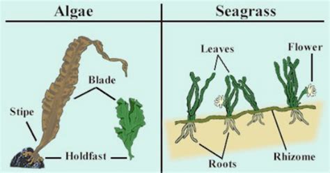 Seagrasses The Worldwide Vegetables