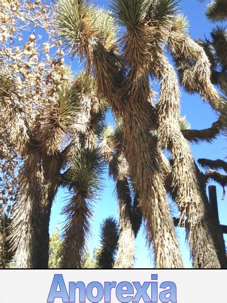 Sex And Love Addicts Anonymous Australian Intergroup Store