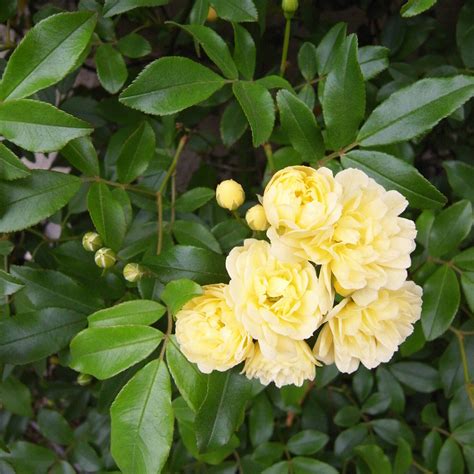 木香薔薇 Kob建築設計事務所