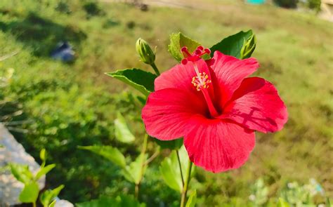Red Hibiscus Flower Wallpaper