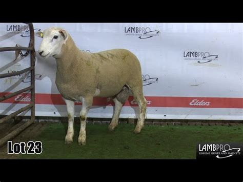 Lot 023 Youtube