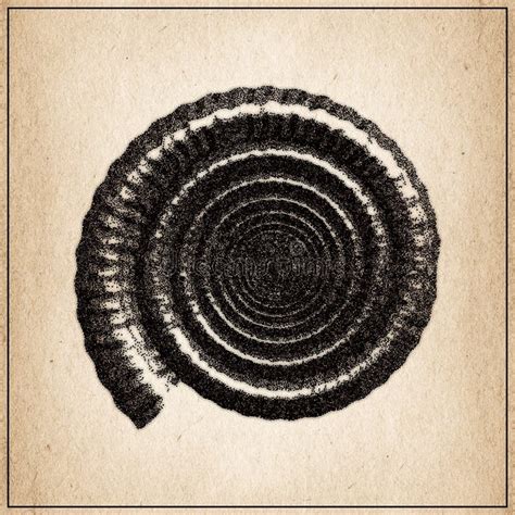 Ammonite Shell Stock Illustration Illustration Of Shellfish 280359534