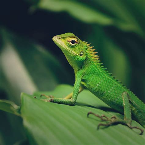 Green Lizard
