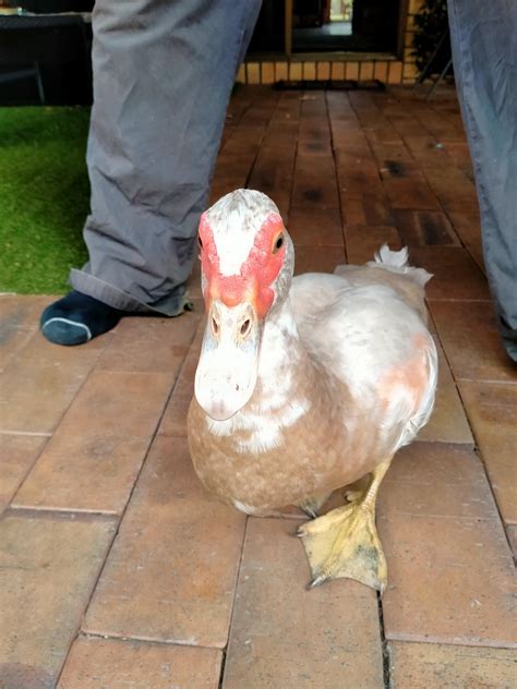 Could Any Local Muscovy Owners Please Tell Me The Gender Of My 9 Month