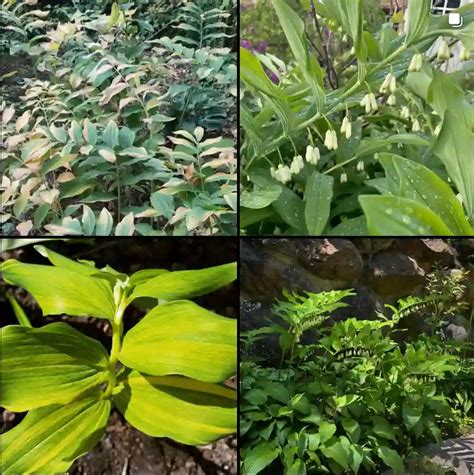 Plant Faqs Tecoma Capensis Tecomaria Capensis