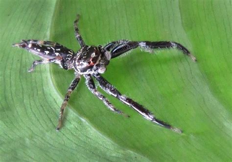 Six Spotted Jumping Spider Bavia Sexpunctata Bali Wildlife