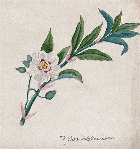 Oleander Or Rose Bay Nerium Oleander Free Photo Illustration Rawpixel