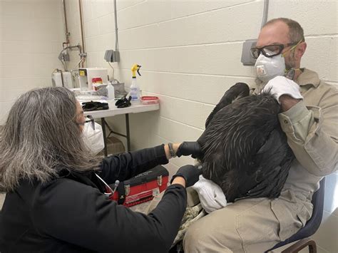 Lead Poisoning Poses An Ongoing Threat To Recovery Of Northern