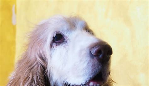 Cuida A Tu Cocker Spaniel Inglés Adiós Noah