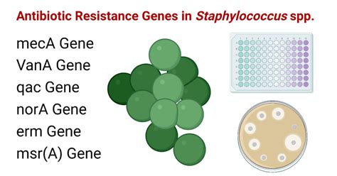 Antibiotic Resistant Bacteria Staphylococcus Aureus At Margie Barker Blog